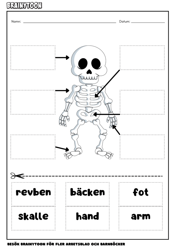 Fakta om skelettet för barn